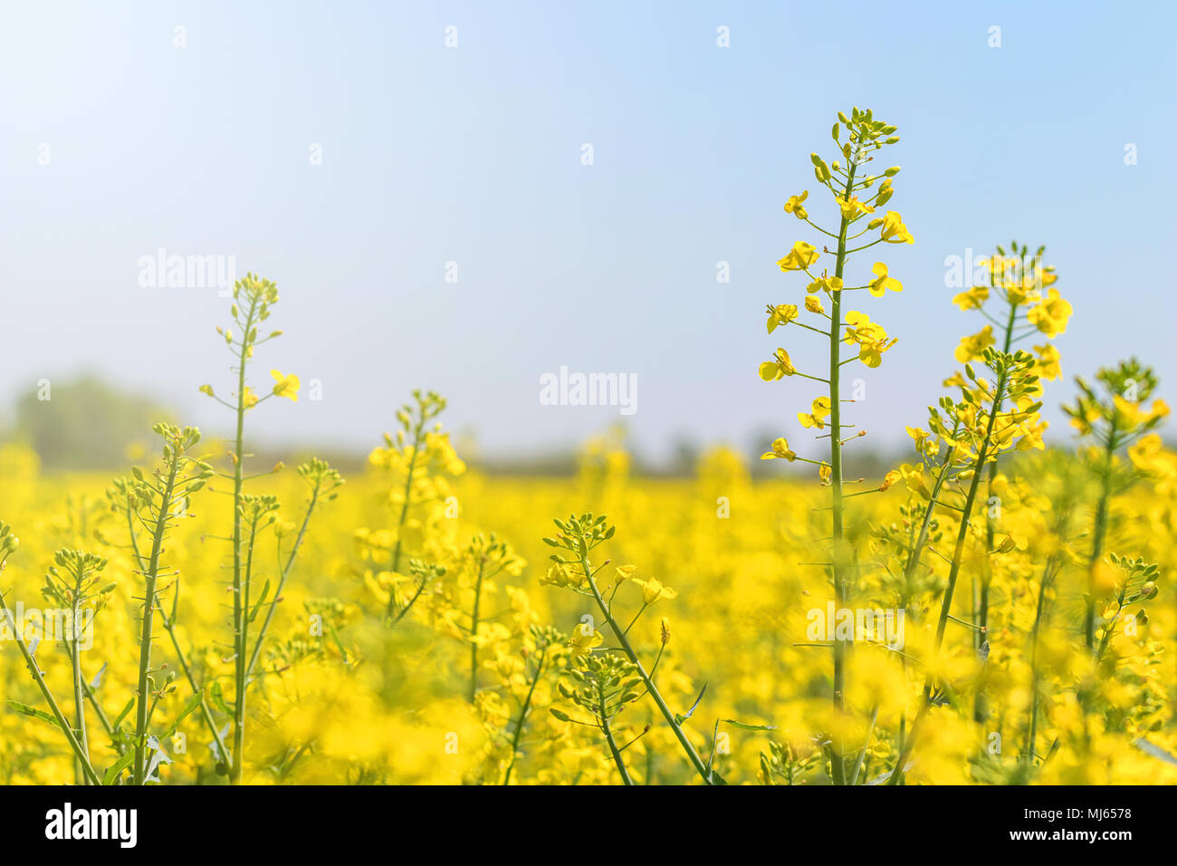 Rapeseed Flowers in rapeseed field. Blooming canola flowers Stock Photo ...
