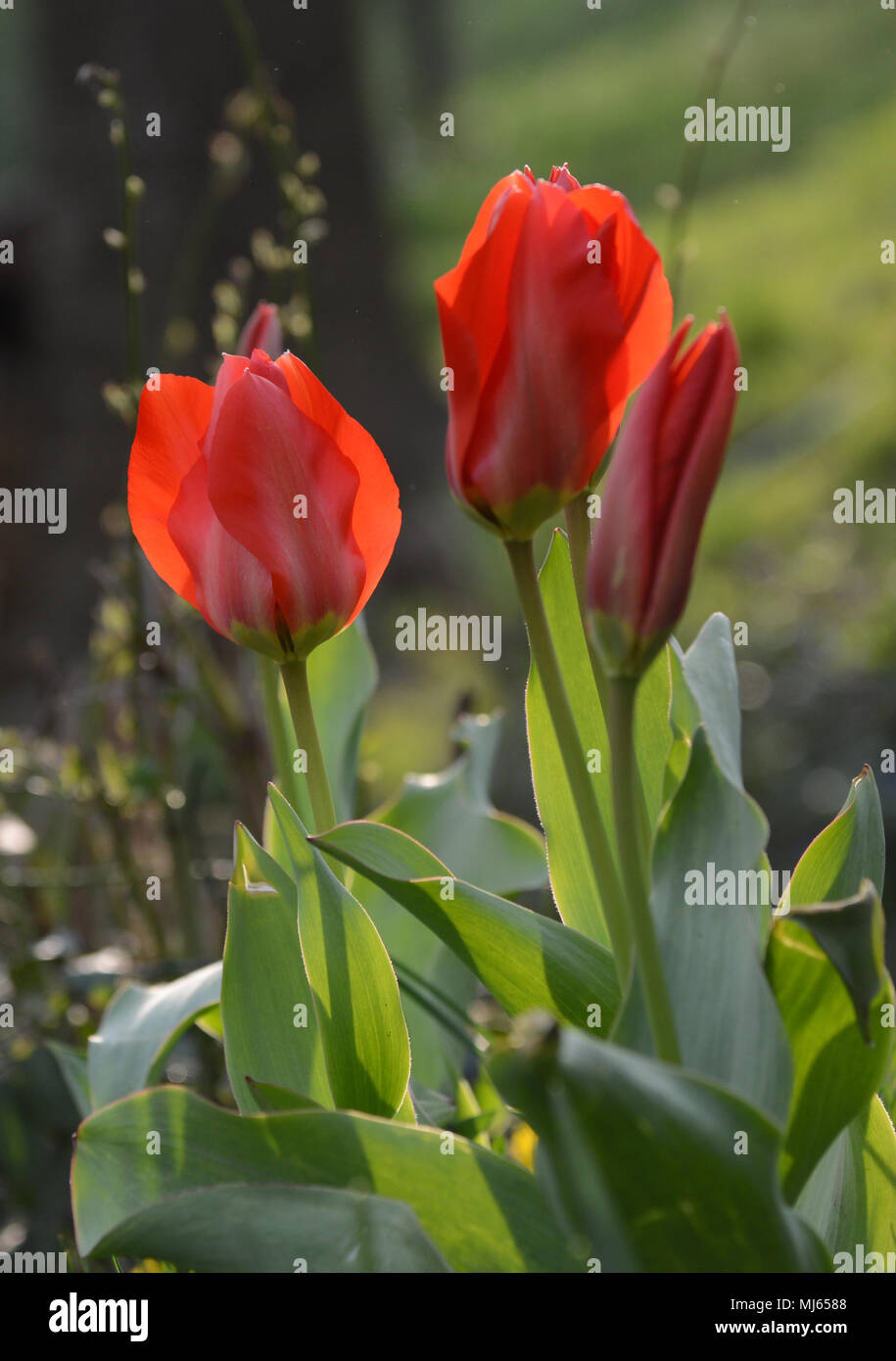 Three red tulips on a green garden Stock Photo - Alamy
