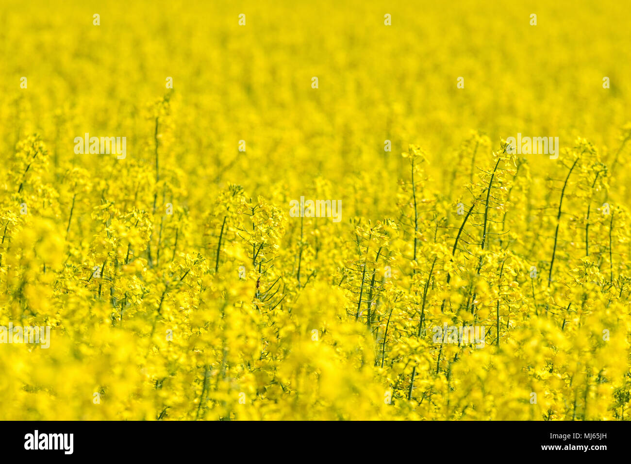 Rapeseed field, Yellow oil rape seeds in bloom. Green energy Field ...