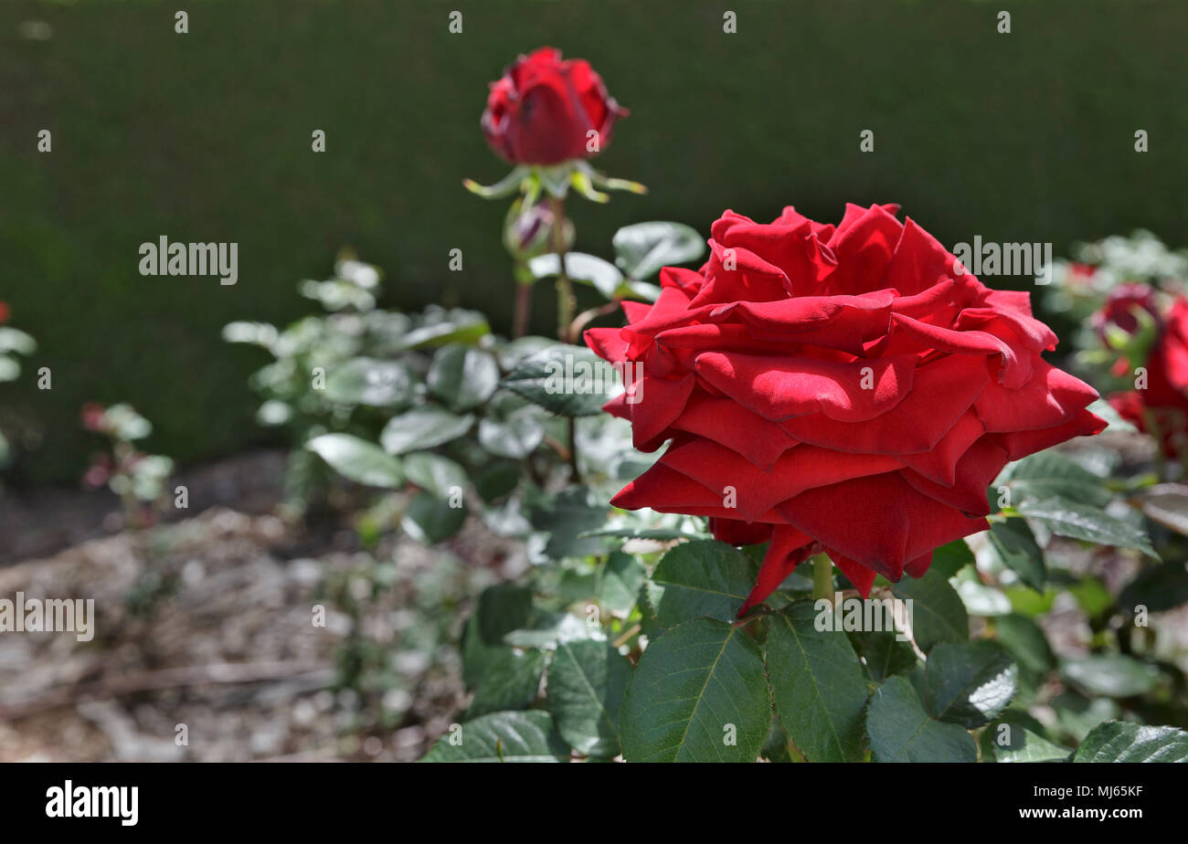 Red Roses on a bush in a garden Stock Photo - Alamy