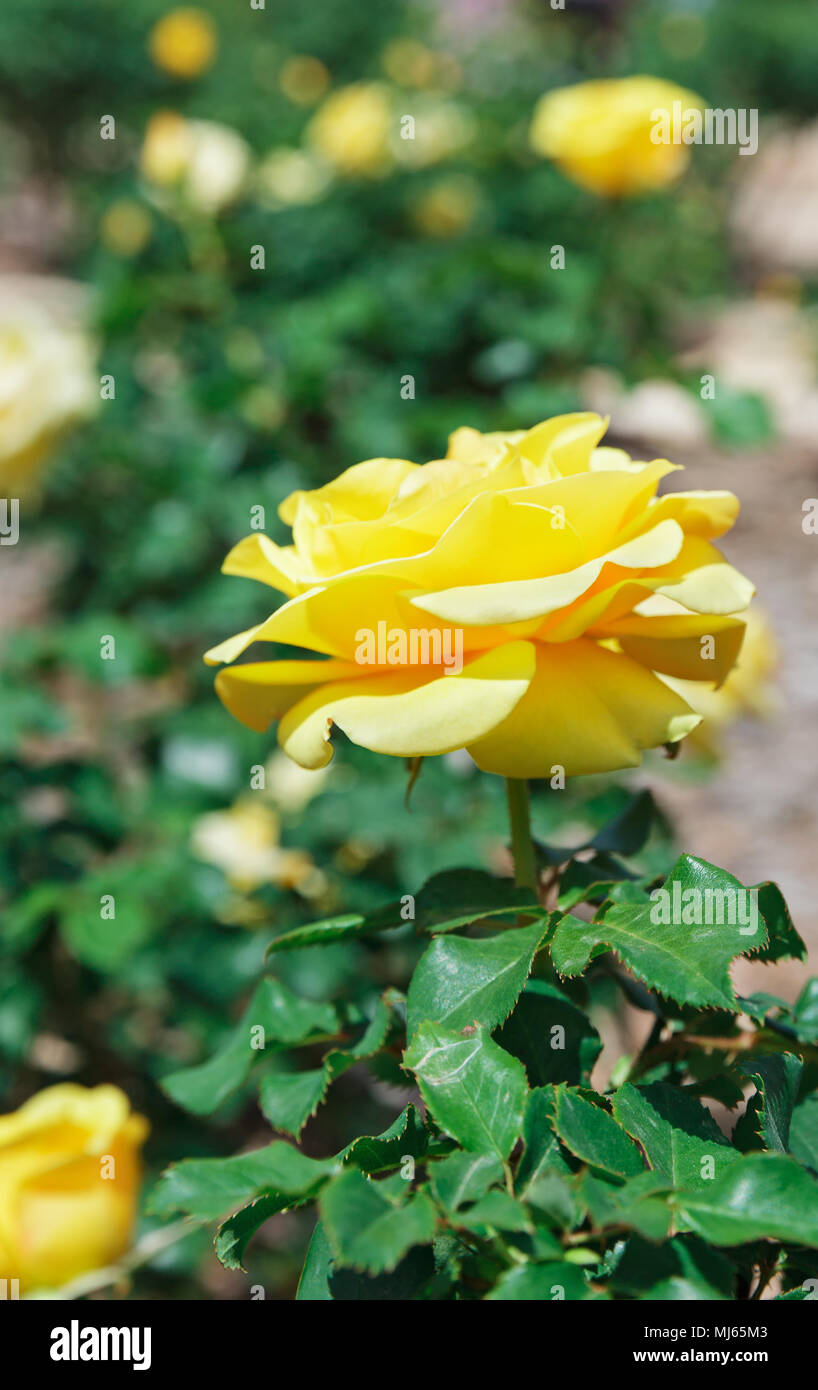 Beautiful bush of yellow roses in a spring garden. Rose garden Stock ...