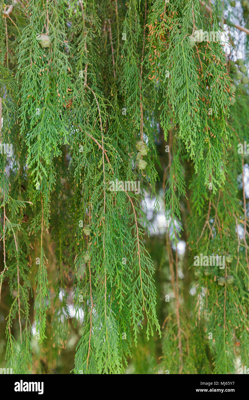 Coniferous tree texture hi-res stock photography and images - Alamy