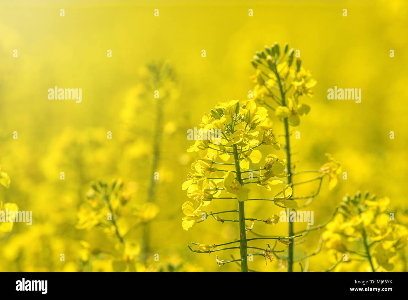 Rapeseed Flowers in rapeseed field. Blooming canola flowers Stock Photo ...