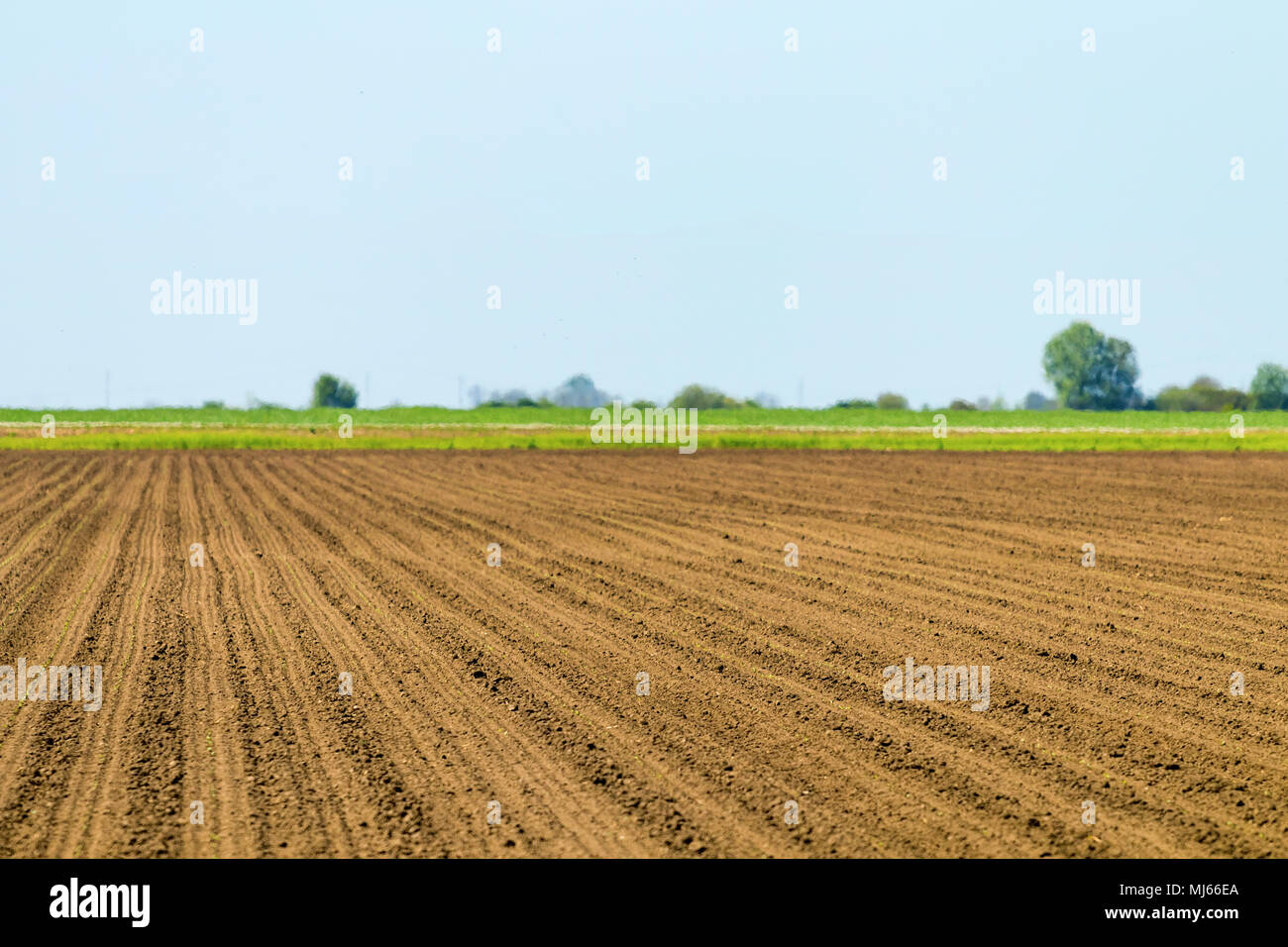 Sowed field. Agricultural fields in spring. Sowing crops Stock Photo - Alamy