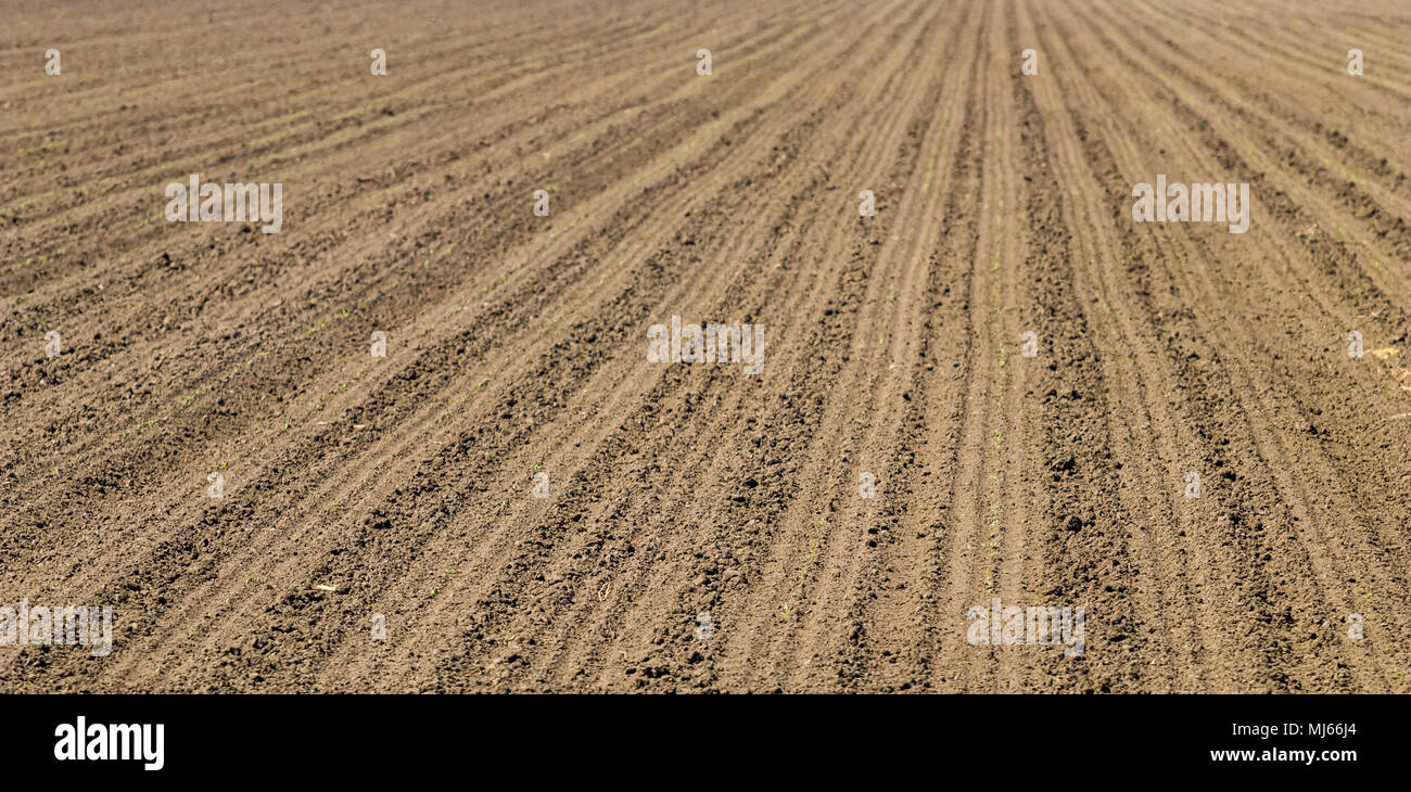 Sowed Stock Photos & Sowed Stock Images - Alamy