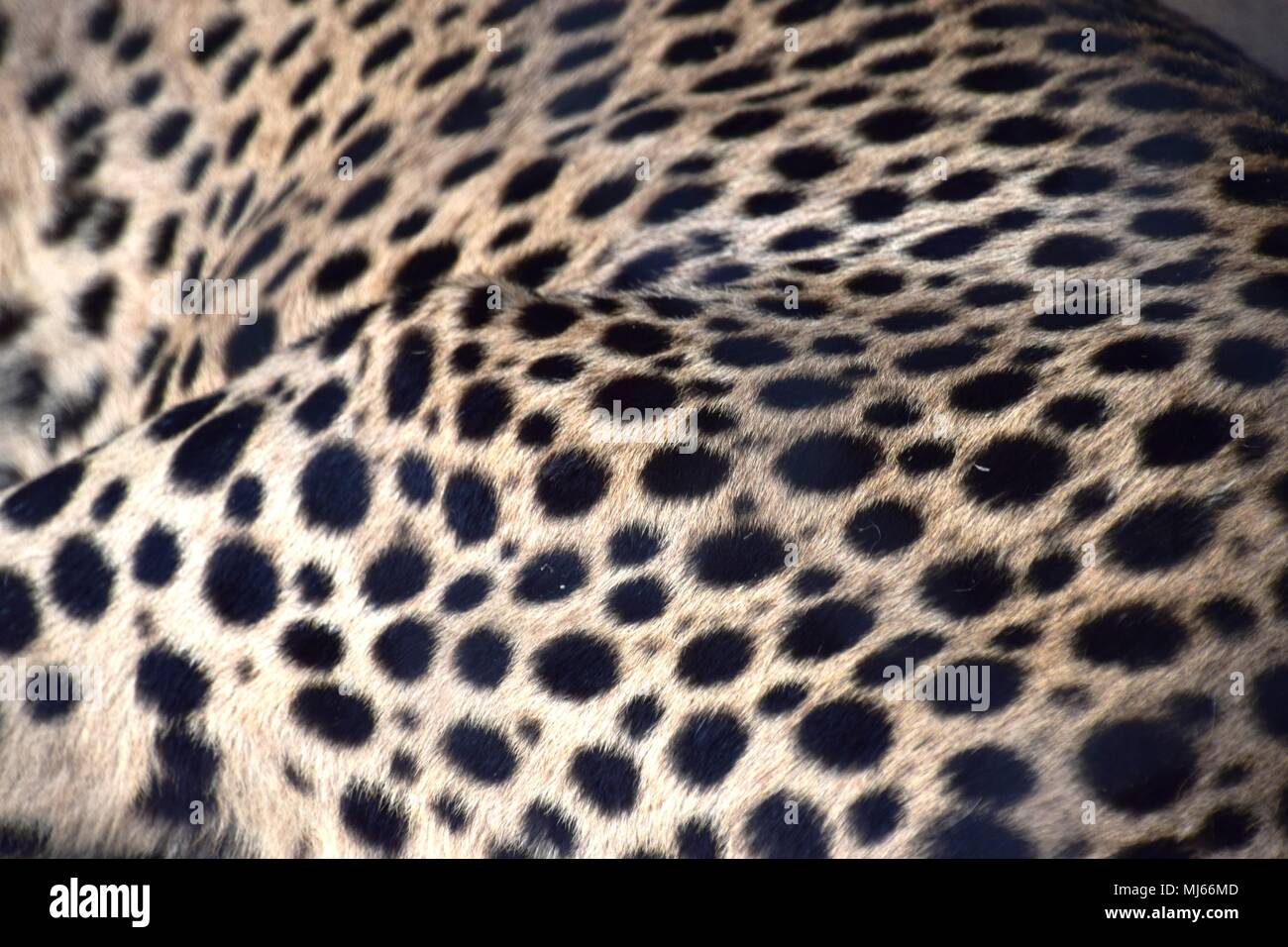 Sleeping cheetahs hi-res stock photography and images - Alamy