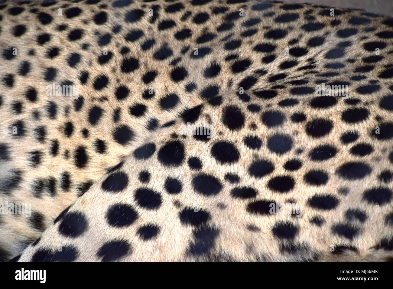 Sleeping cheetahs hi-res stock photography and images - Alamy