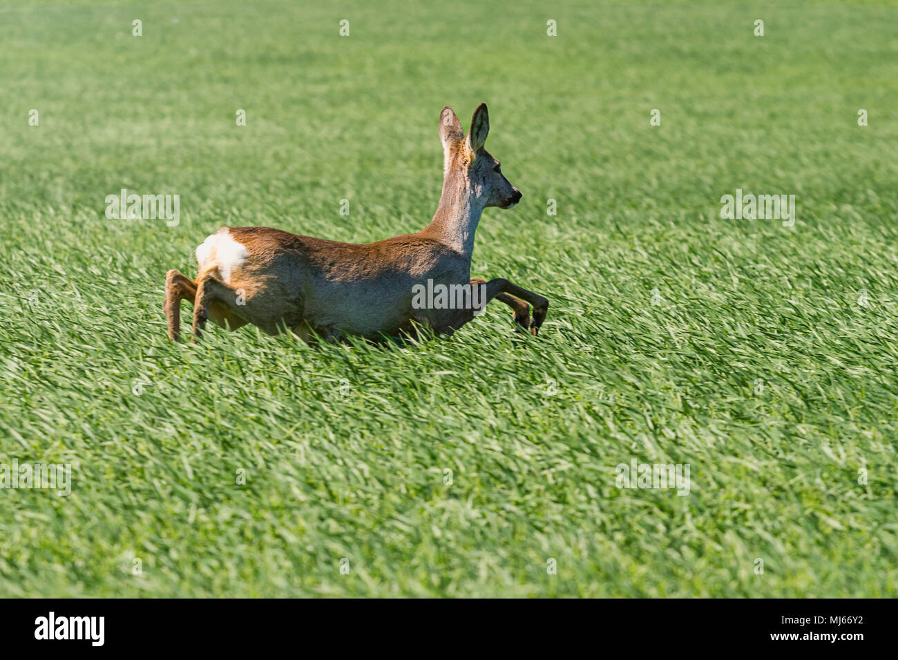 Female roe deer in wheat field. Roe deer wildlife Stock Photo - Alamy