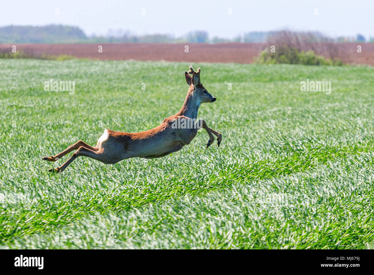 Roe Deer Buck jump in wheat field. Roe deer wildlife Stock Photo - Alamy