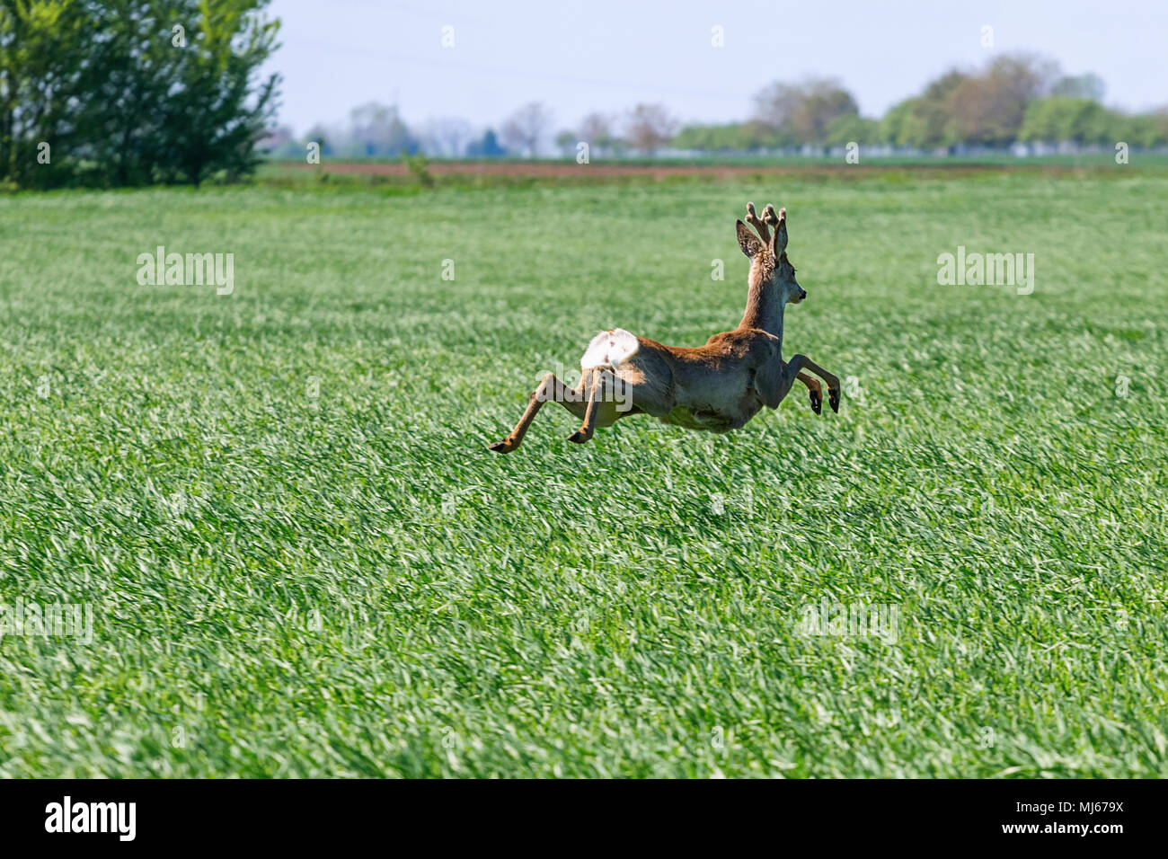 Roe Deer Buck jump in wheat field. Roe deer wildlife Stock Photo - Alamy