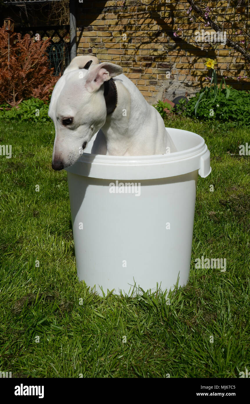 Dog in bucket hi-res stock photography and images - Alamy
