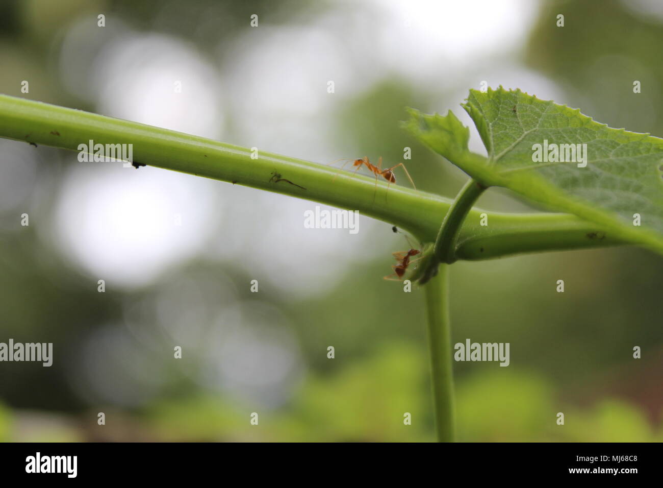 Ants walking on plant hi-res stock photography and images - Alamy