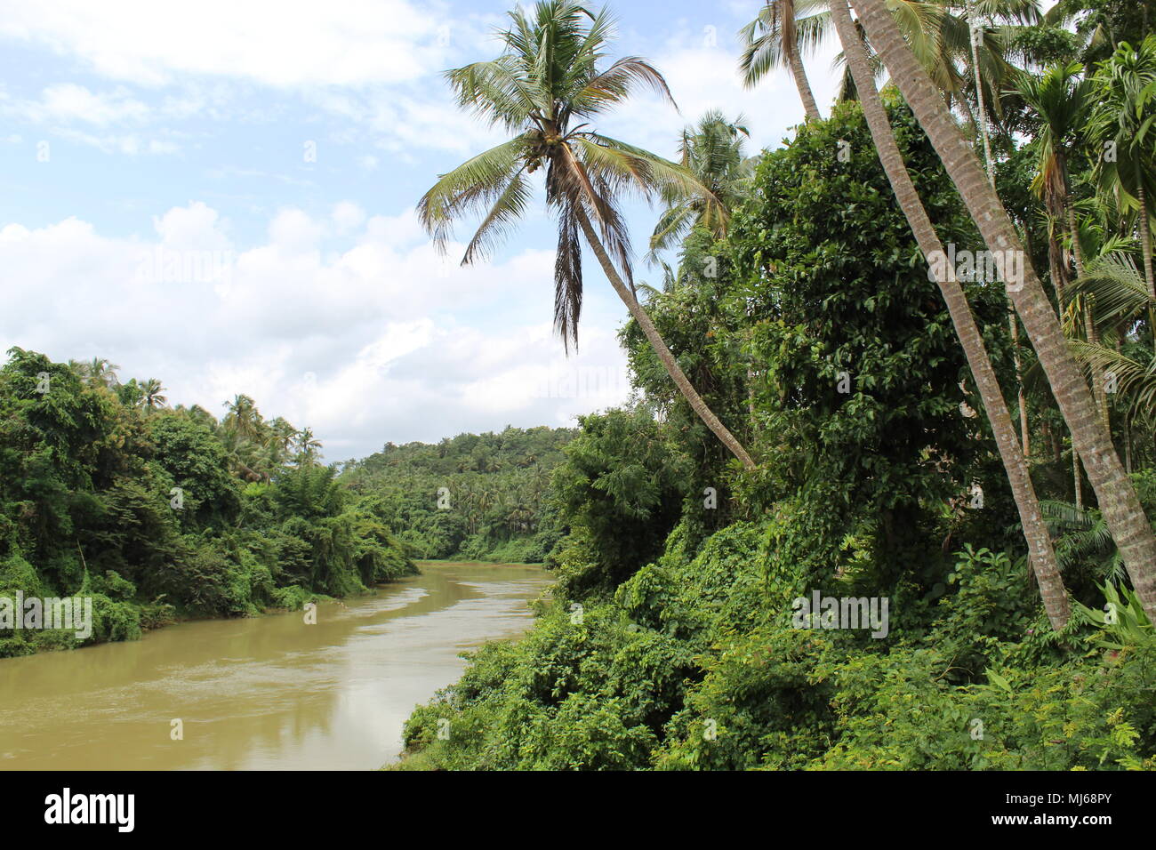 Dirty River with Evergreen trees and nature and cloudy sky Stock Photo ...