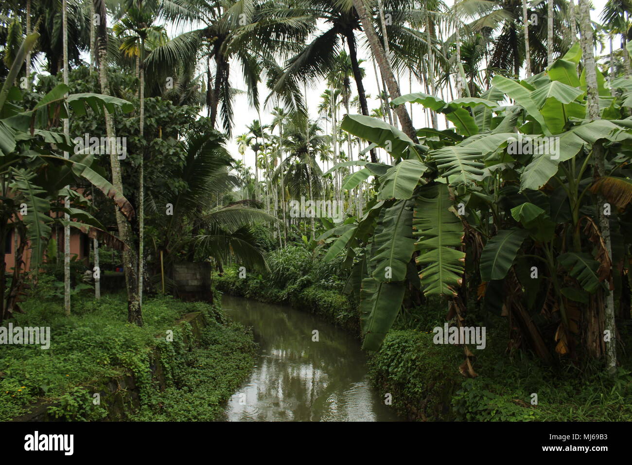 A beautiful calm slow stream surrounded by plants and trees Stock Photo ...