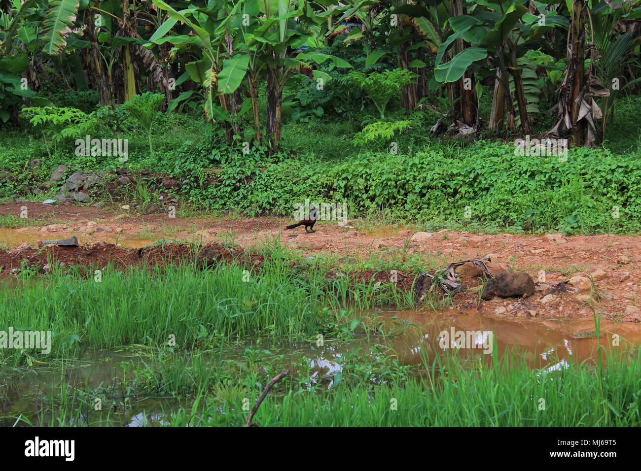 Deforestation india bird hi-res stock photography and images - Alamy