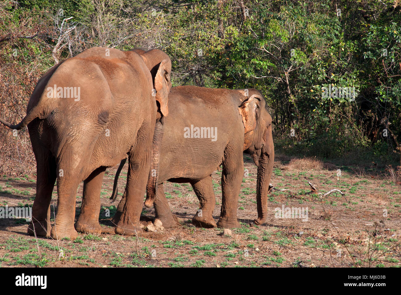 Vietnam land clearing hi-res stock photography and images - Alamy
