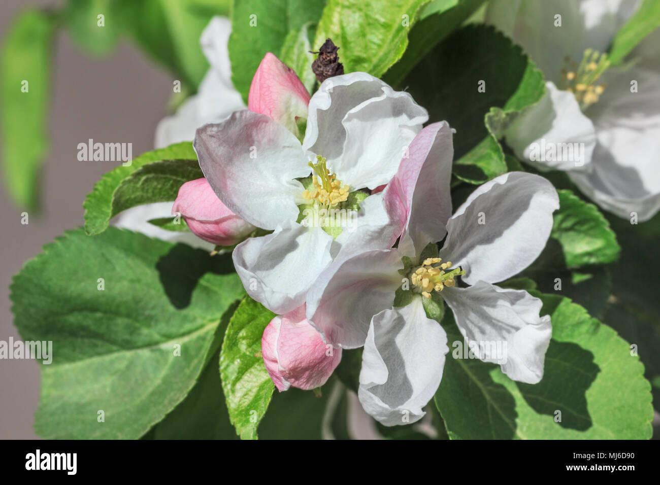 Flowering apple tree branch at happy bright sunny weather Stock Photo ...