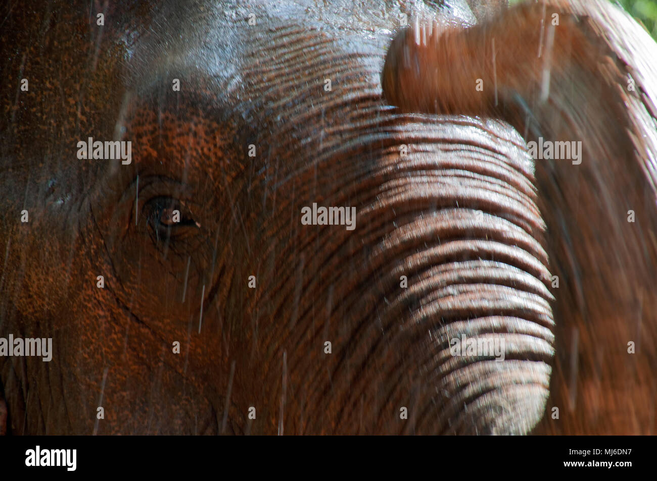 Elephant Asia Water Spraying High Resolution Stock Photography and ...