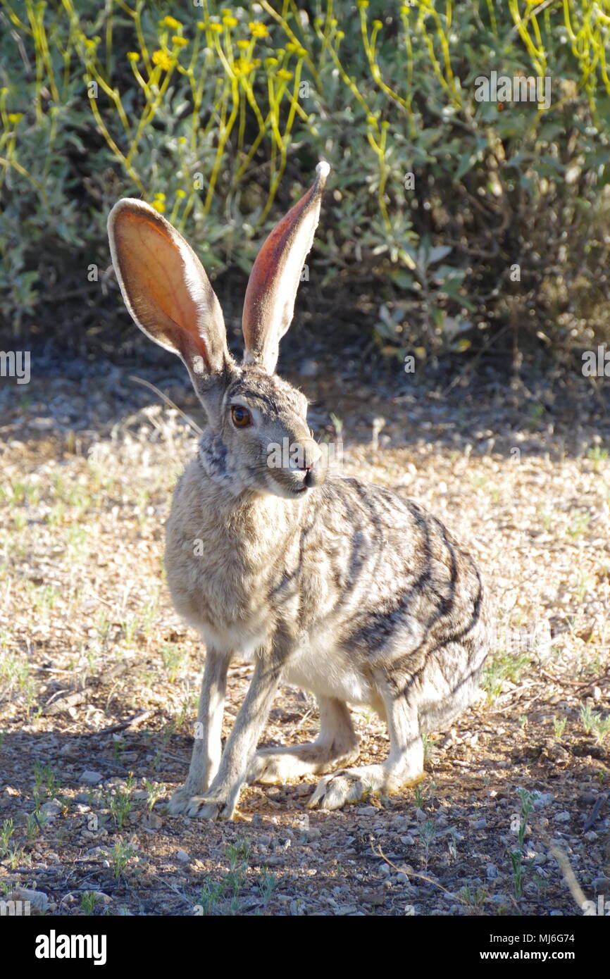 Jack Rabbits With Antlers