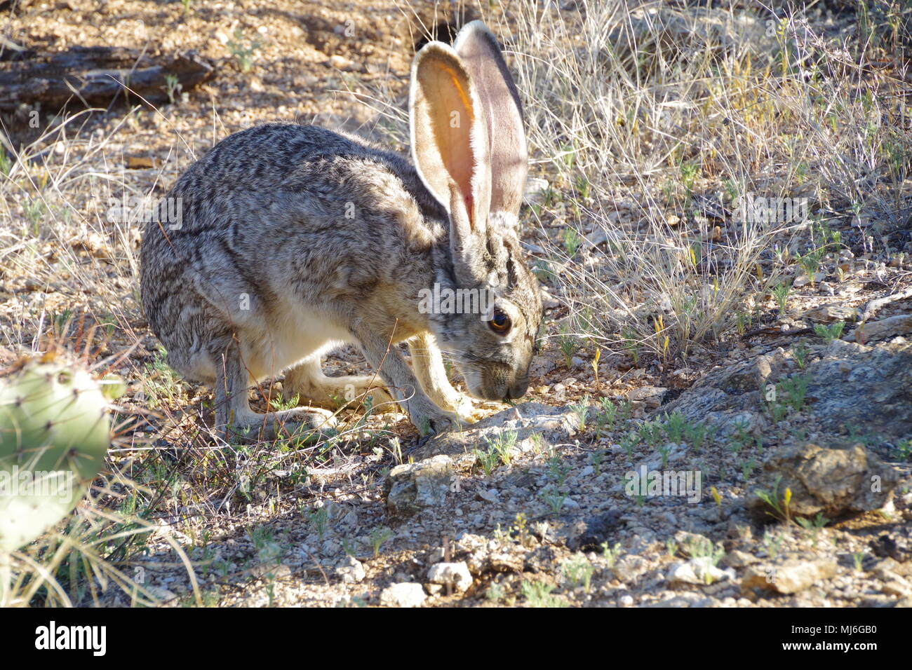 Antelope jackrabbit lepus alleni hi-res stock photography and images ...