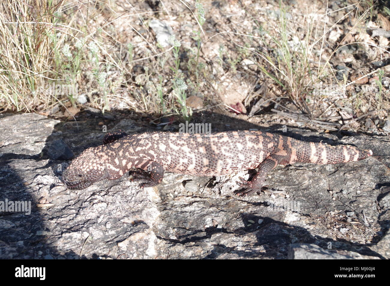 Gila monster saguaro national park hi-res stock photography and images ...