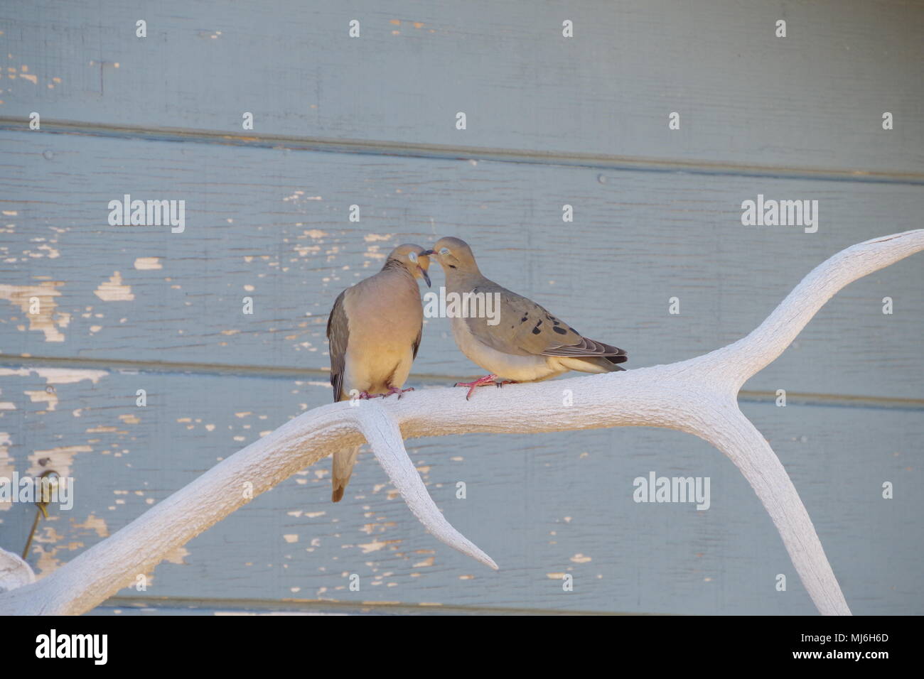 Morning doves hi-res stock photography and images - Alamy