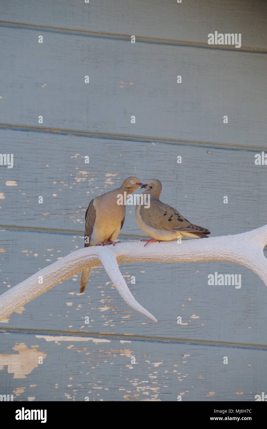 Morning Doves on a spring morning Stock Photo - Alamy