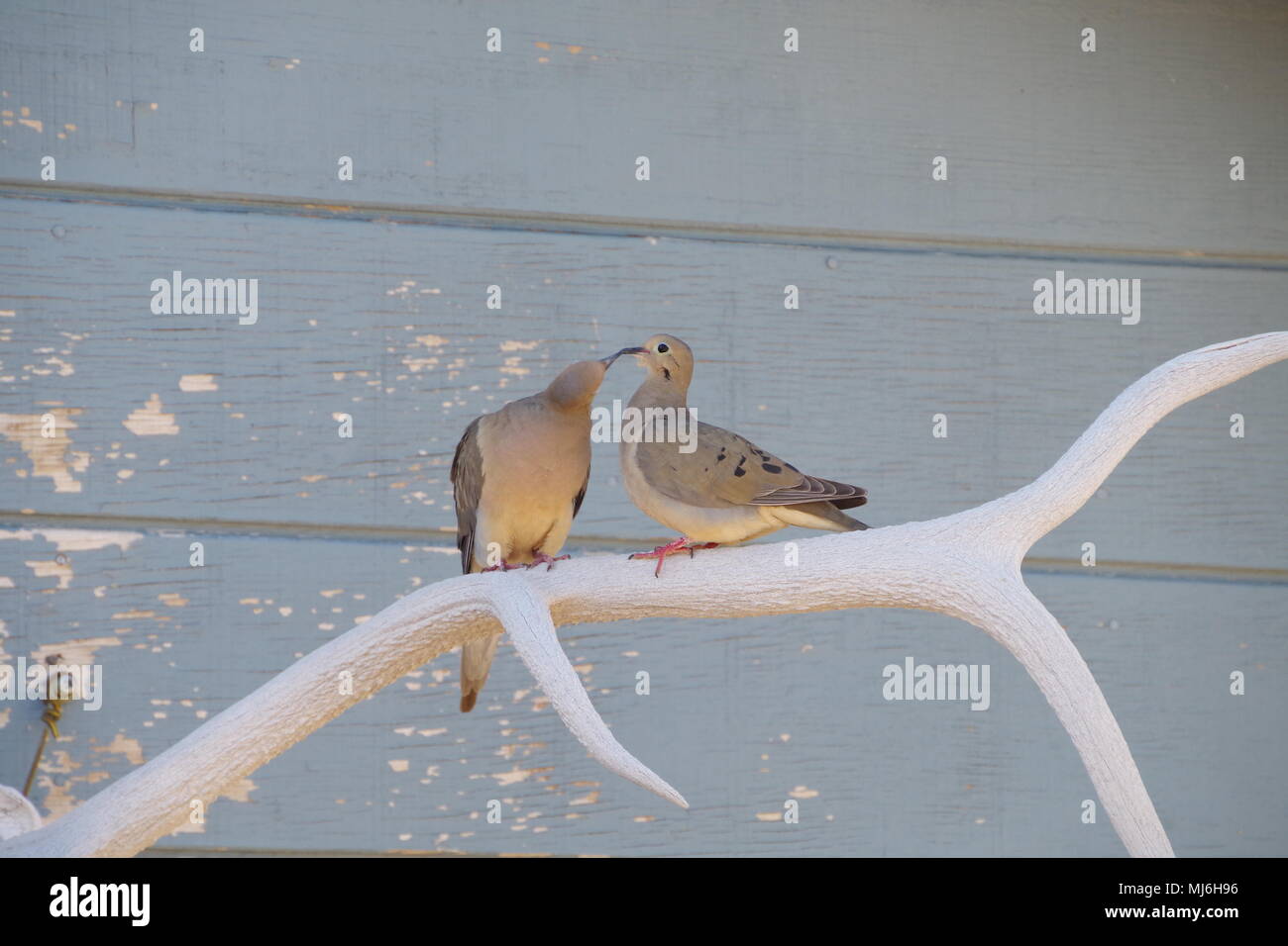 Arizona doves hi-res stock photography and images - Alamy