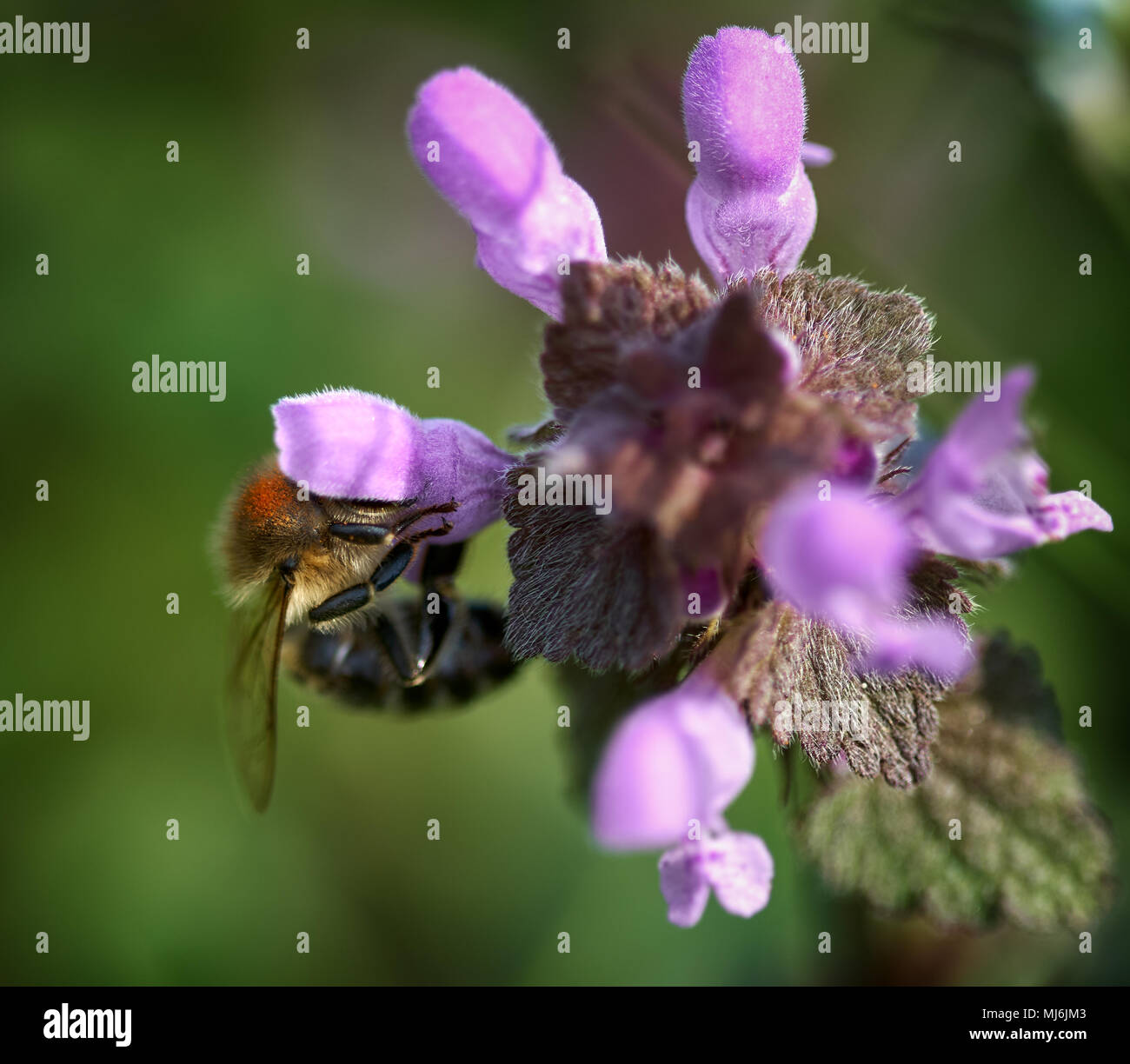 Macro closeup of a bee pollinating a small purple flower Stock Photo ...
