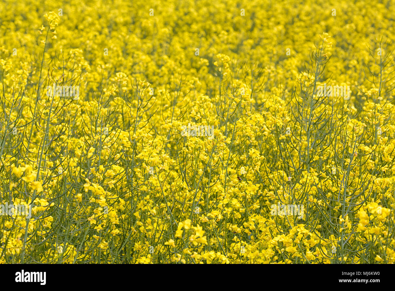 Colza oil hi-res stock photography and images - Alamy