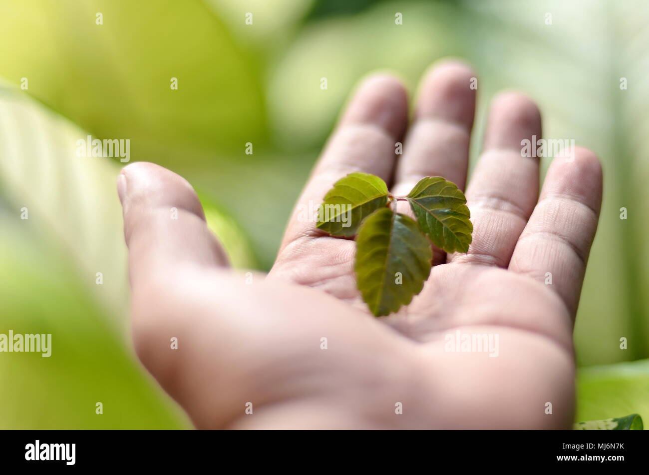 Growth of new life in nature Stock Photo - Alamy