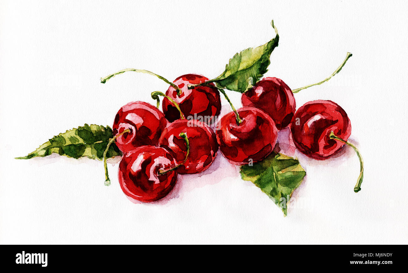 Watercolor painting, still life, cherries on a white background Stock ...