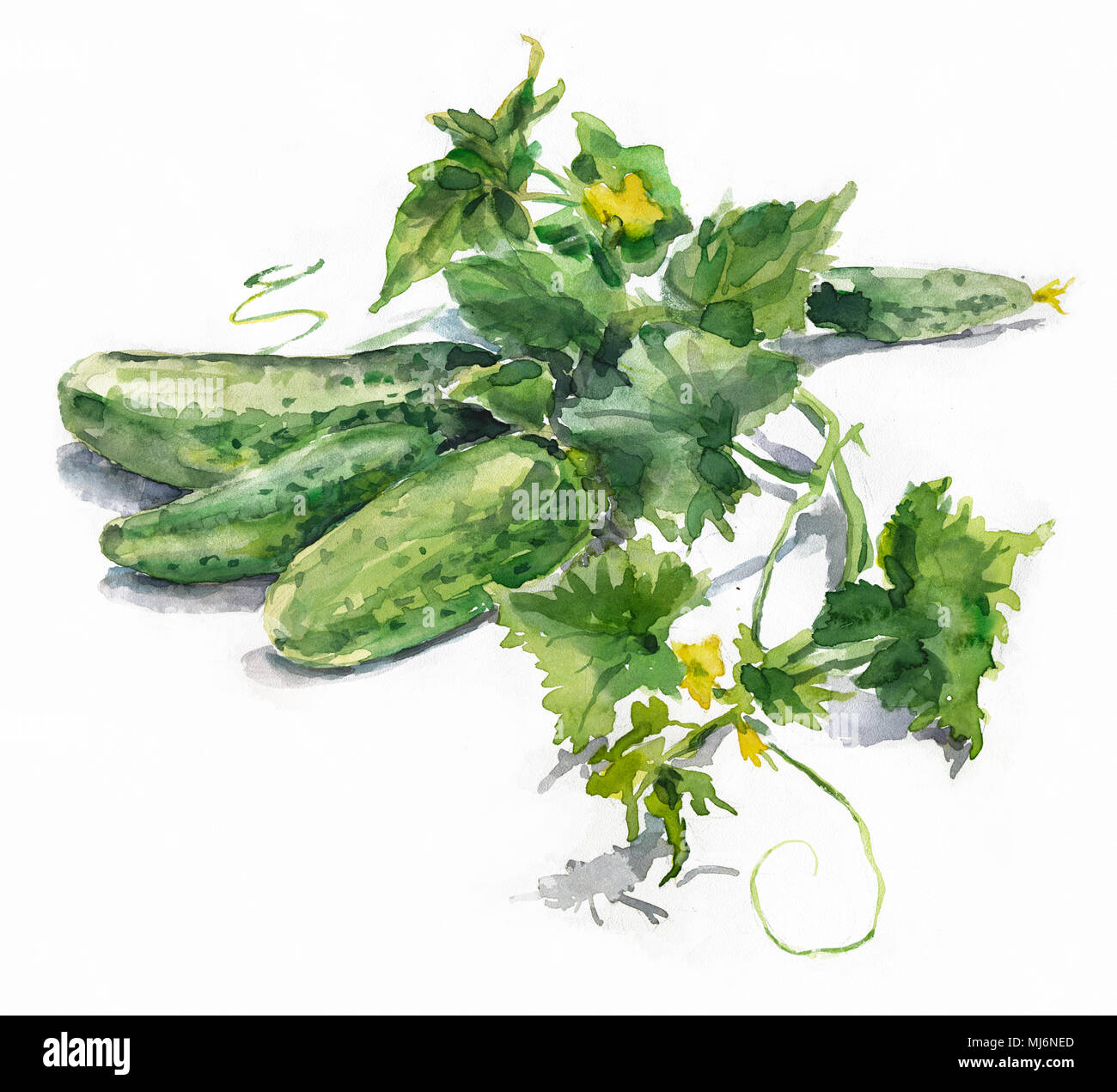 Watercolor cucumbers Green branch with cucumbers. Watercolor painting ...