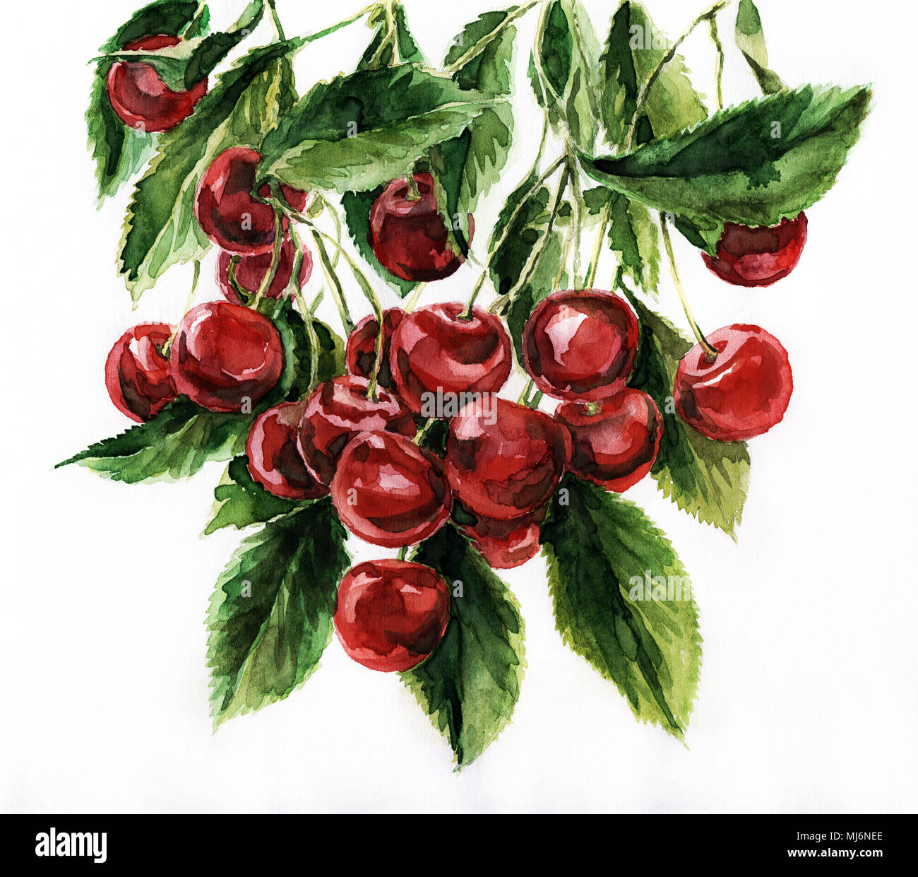 Watercolor painting, still life, cherries on a white background Stock ...