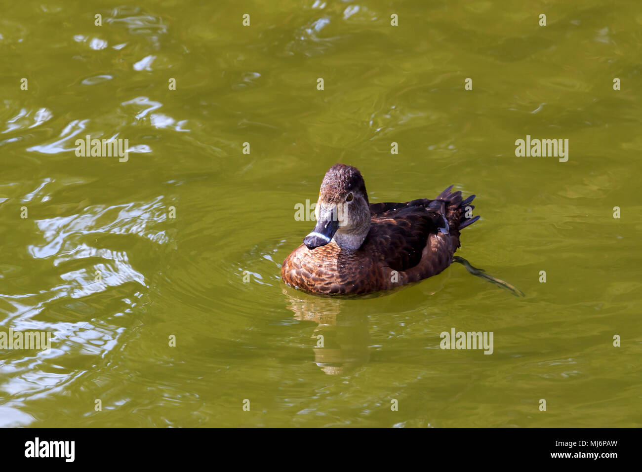 Female ring necked duck hi-res stock photography and images - Alamy