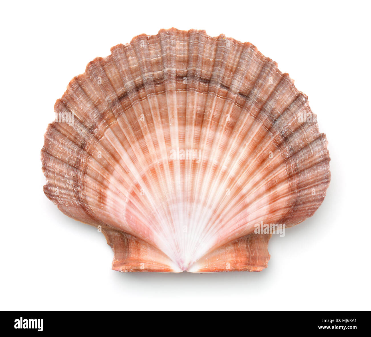 Top view of scallops shell isolated on white Stock Photo - Alamy