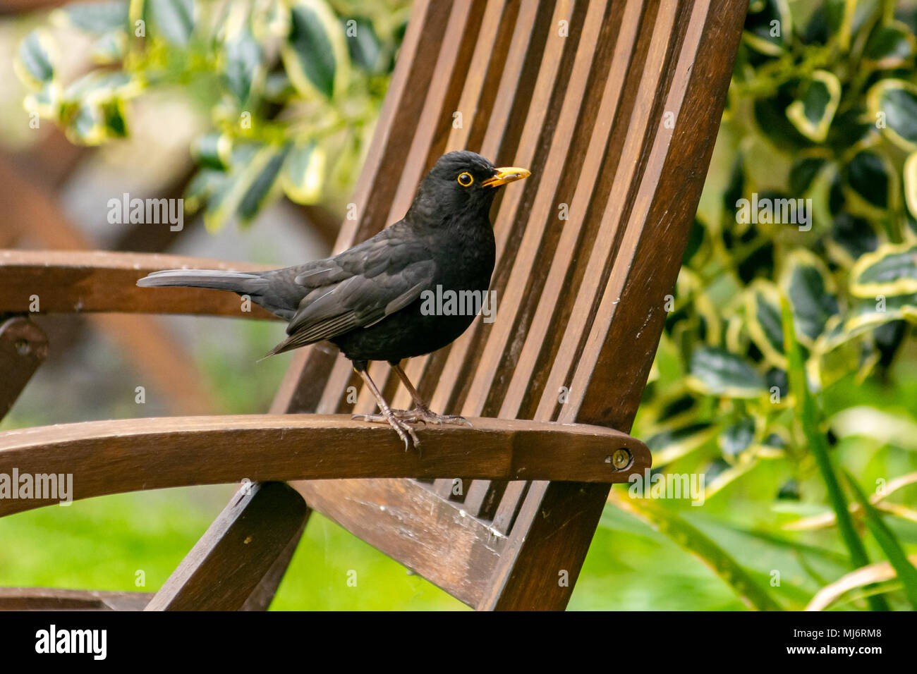Perched on a chair hi-res stock photography and images - Alamy