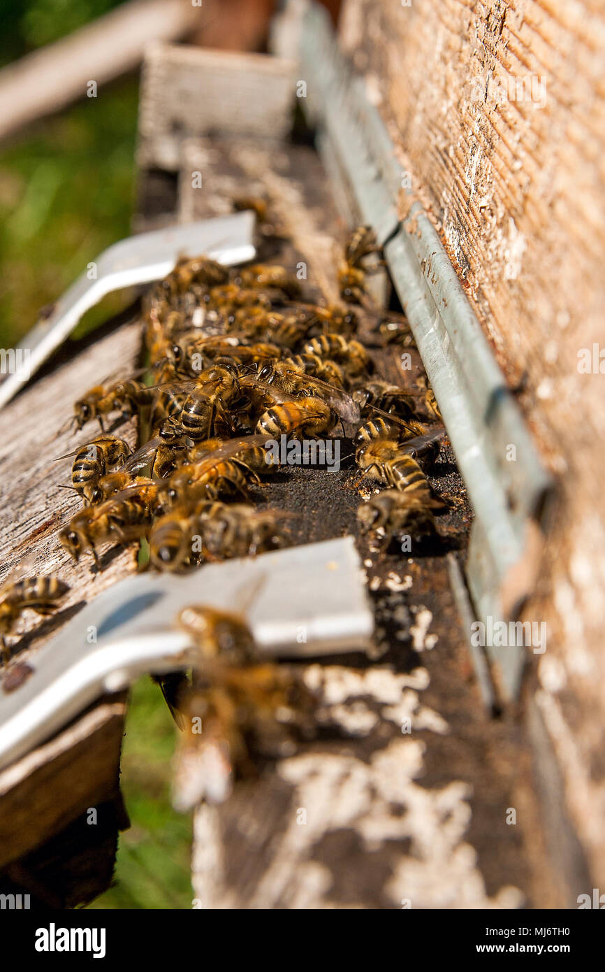 Plenty of bees at the entrance of beehive in apiary. Busy bees, close ...