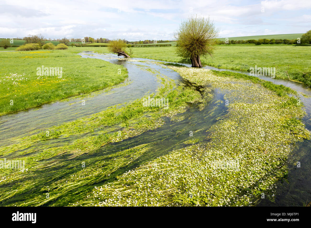 England Uk English Chalk Stream Stock Photos & England Uk English Chalk ...