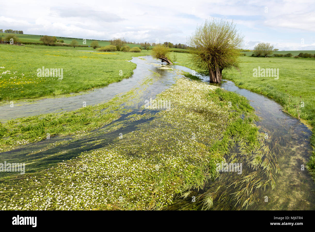 England Uk English Chalk Stream Stock Photos & England Uk English Chalk ...