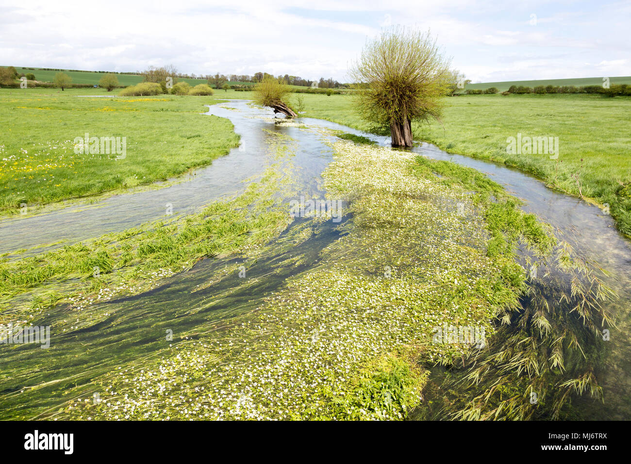 River Till seasonal chalk stream known as a winterbourne, Winterbourne ...