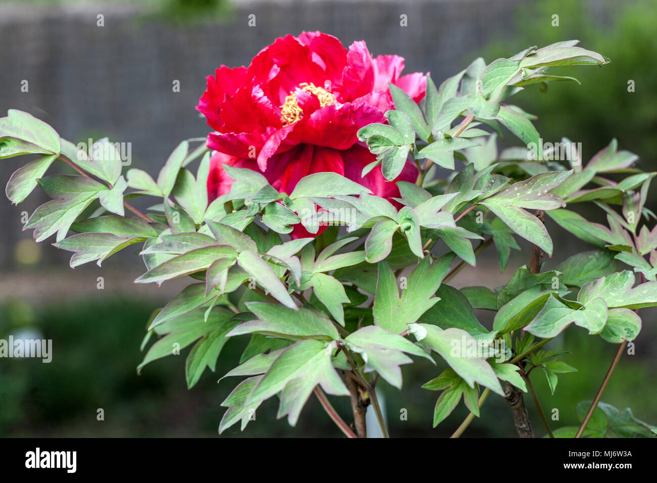Paeonia suffruticosa " Taiyo ", Japanese Red tree peony in full bloom ...