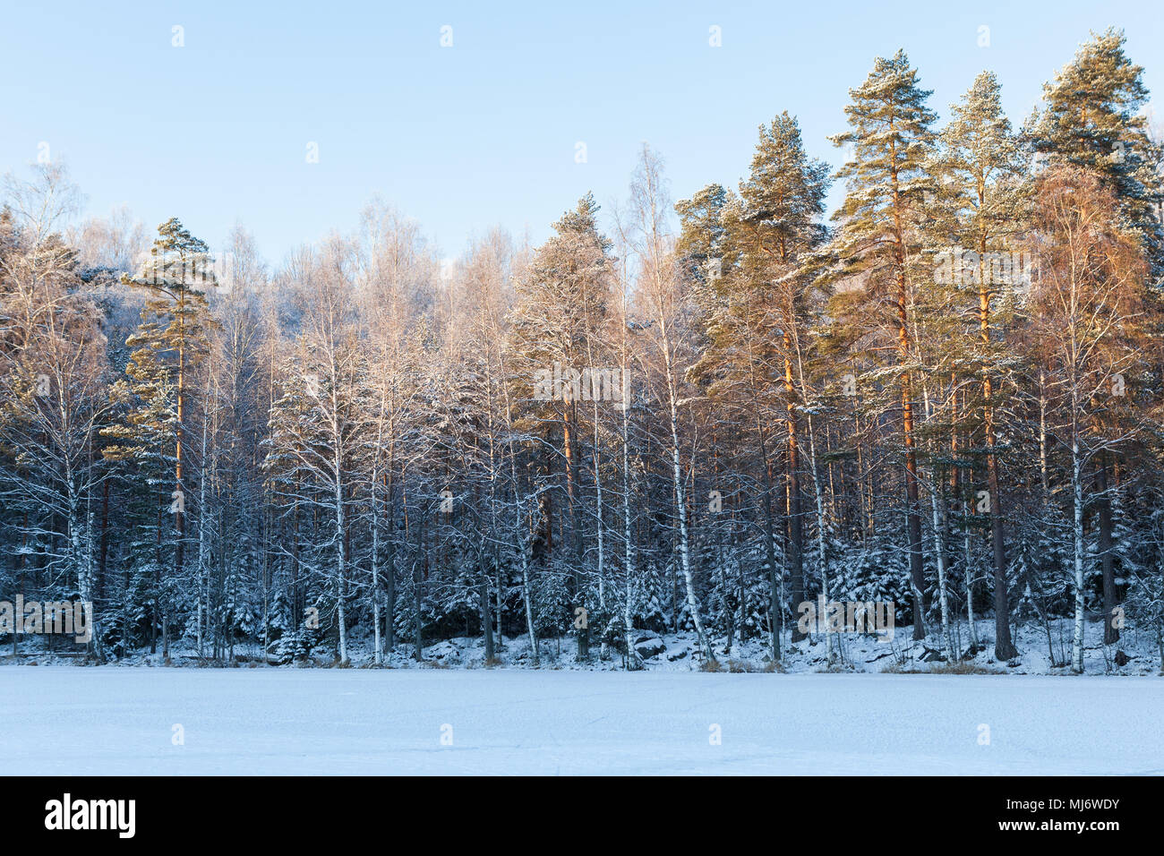 Lakeside forest half in sunlight at winter Stock Photo - Alamy