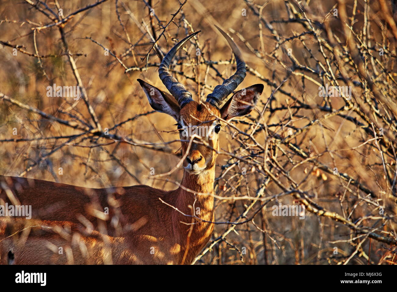 Lion impala hi-res stock photography and images - Alamy
