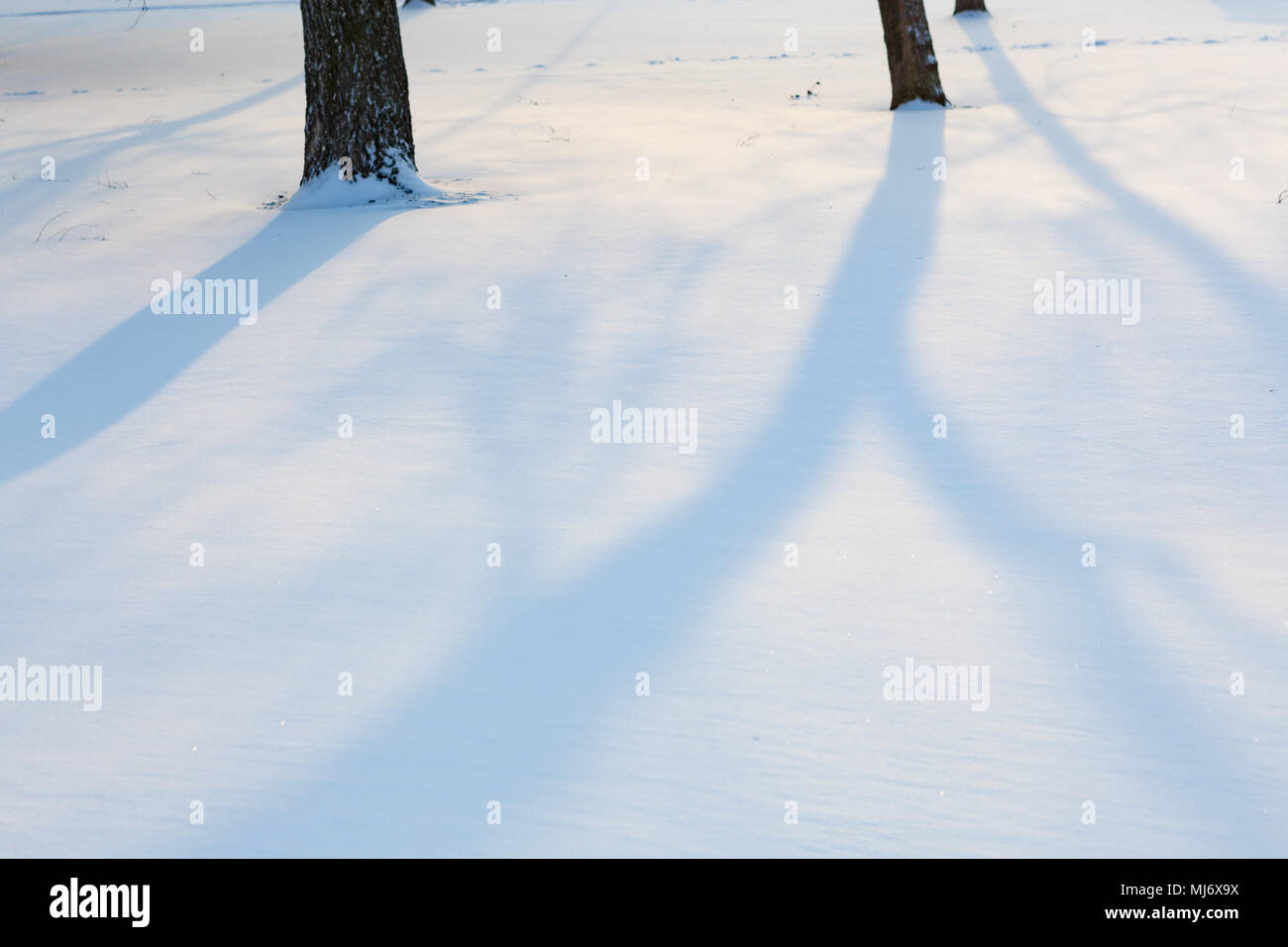 Tree trunk shadows on snow Stock Photo - Alamy