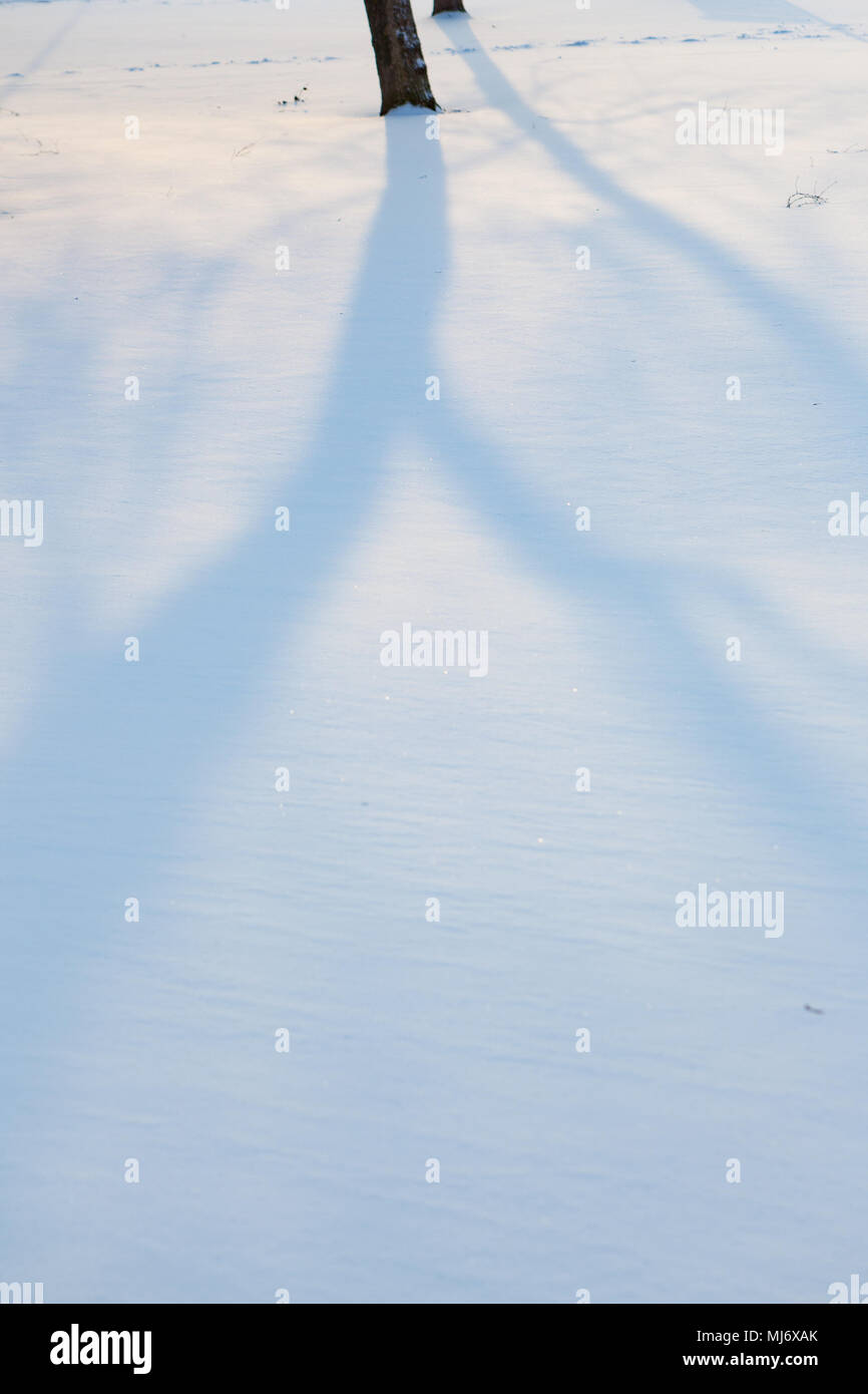 Tree trunk shadows on snow Stock Photo - Alamy