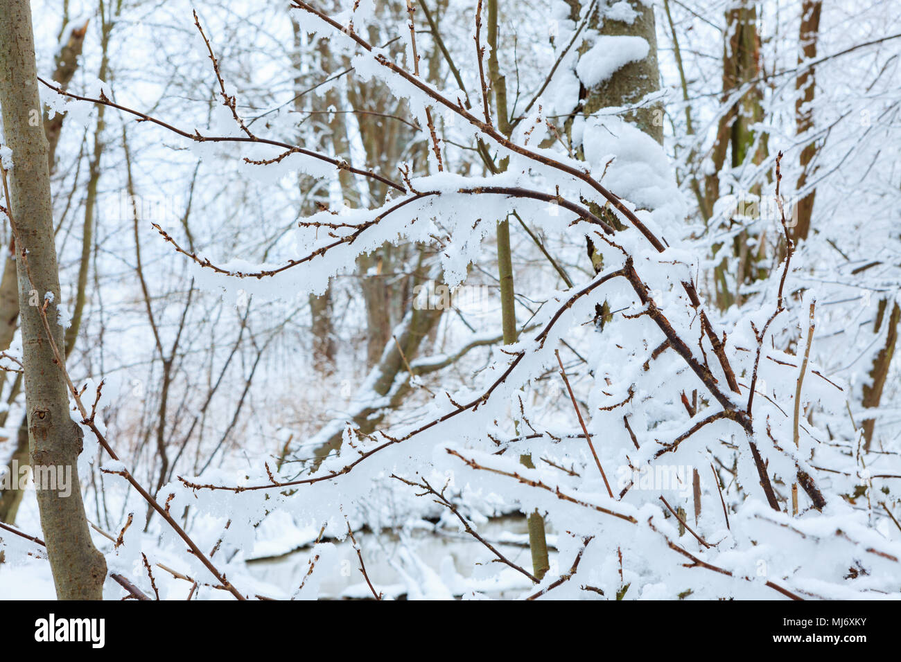 Tree branch covered in snow Stock Photo - Alamy