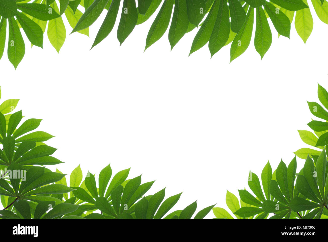 green leaves frame isolated on white background Stock Photo - Alamy