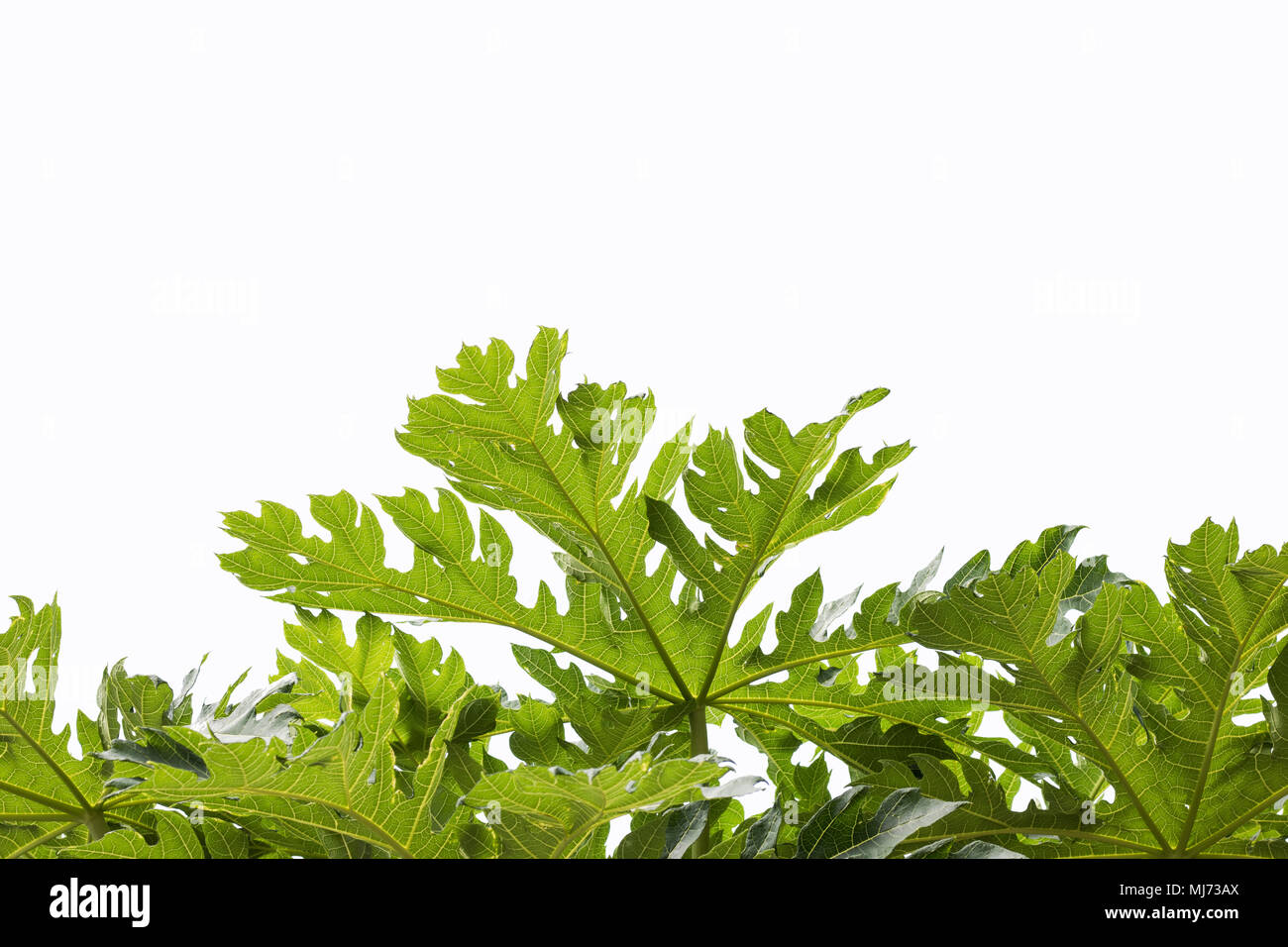 green leaves frame isolated on white background Stock Photo - Alamy