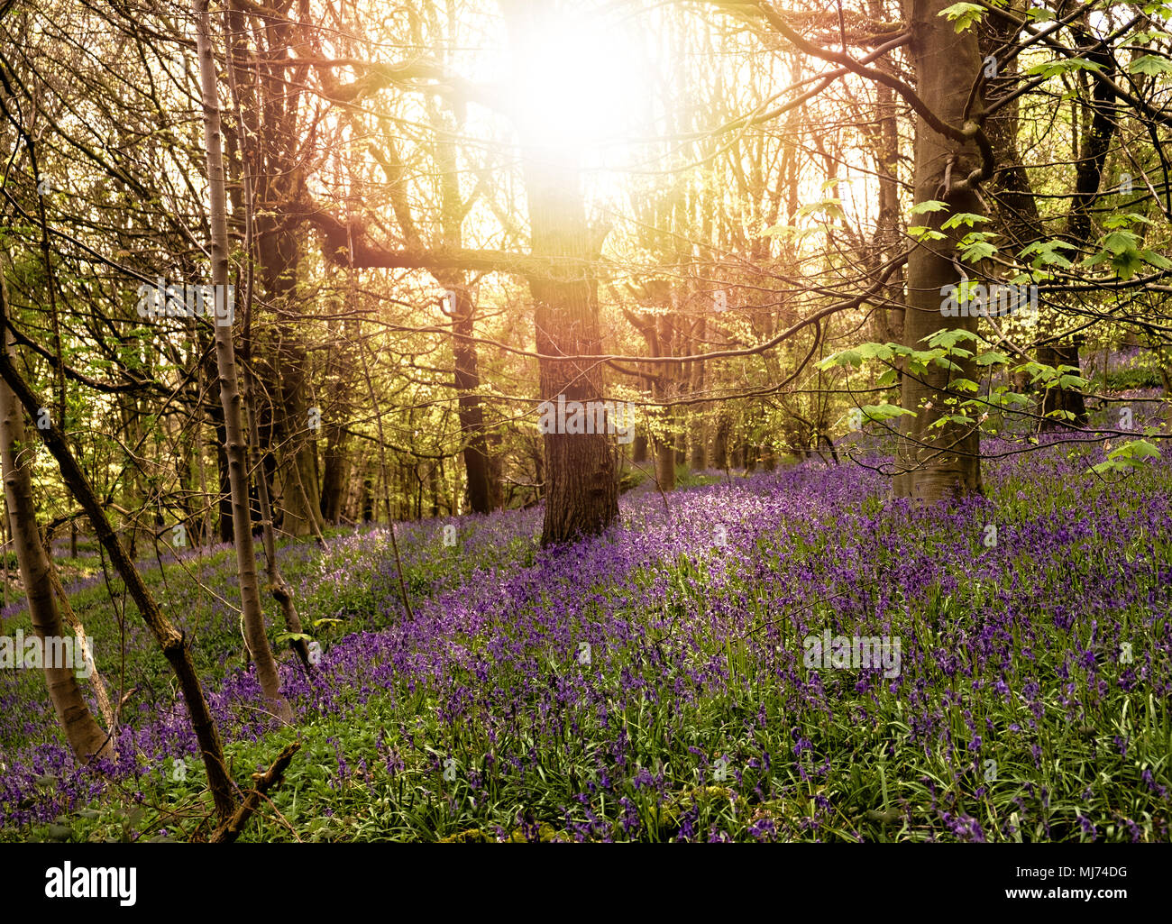 Stunning display of bluebells in Middleton Wood, Ilkley Stock Photo - Alamy